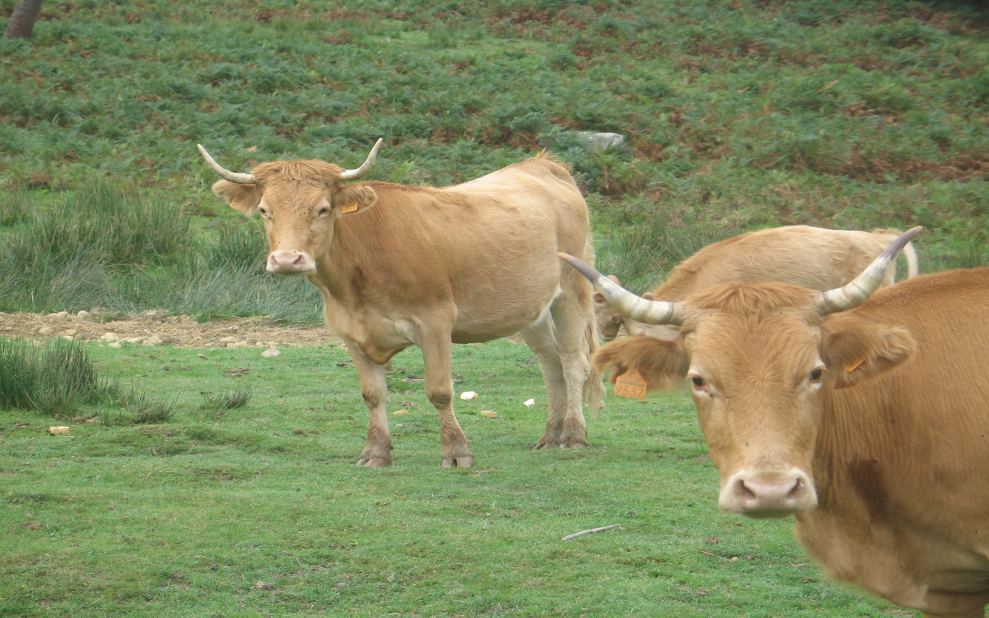 Balade découverte autour de la betizu ,vaches sauvages du Pyas Basque ...
