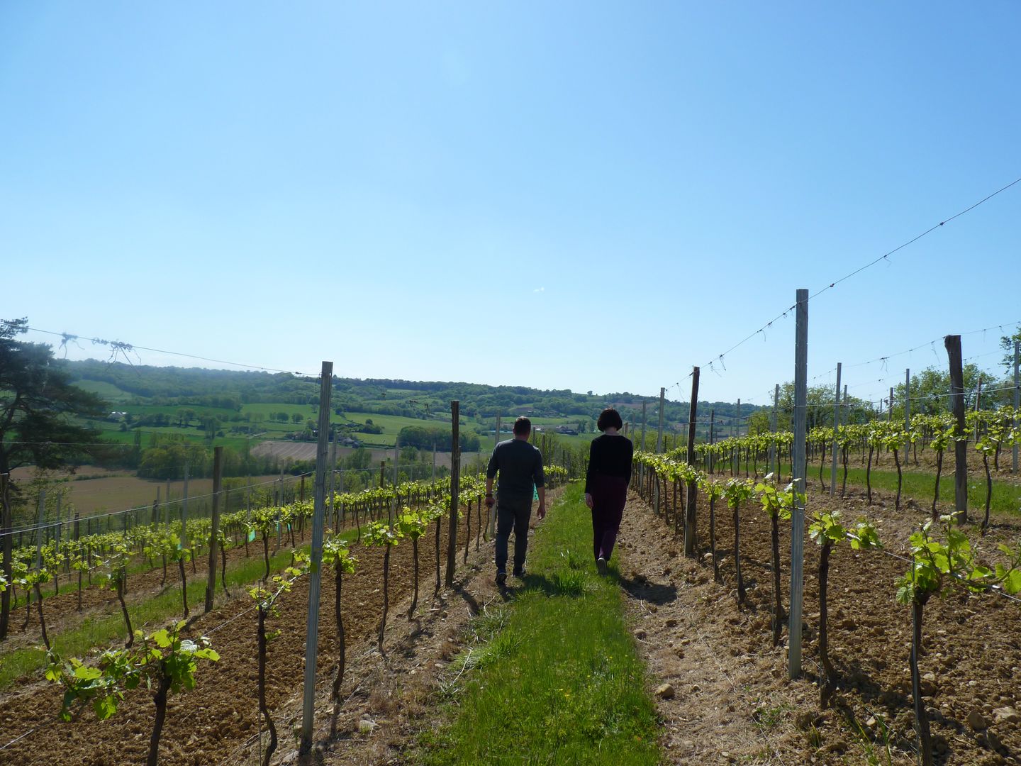 Domaine Mesté Bertrand - Vins à CASTILLON (CANTON DE LEMBEYE) (64)